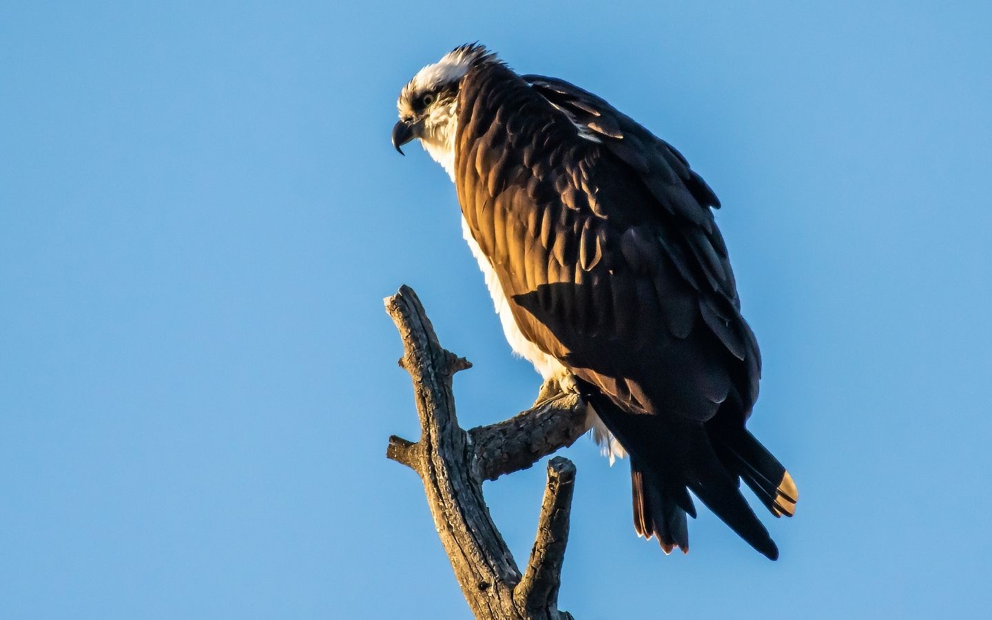 Entrenamiento de Halcones para Caza: Técnicas y Estrategias