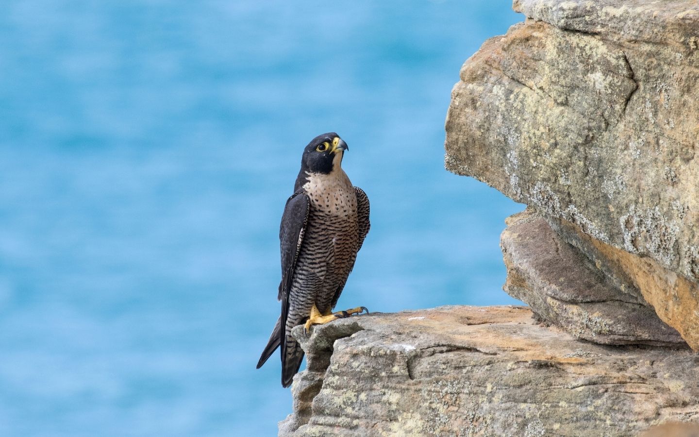 Cómo entrenar a un halcón para la cetrería