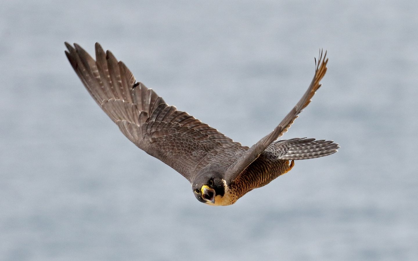 Cómo entrenar a un halcón para que regrese